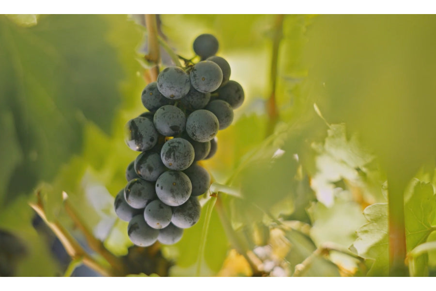 From Source to Supplement: The Making of Procydin® – Value Added Life